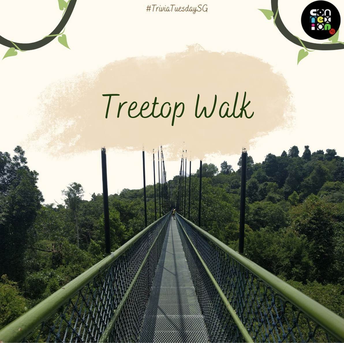 MacRitchie Treetop Walk | SG101