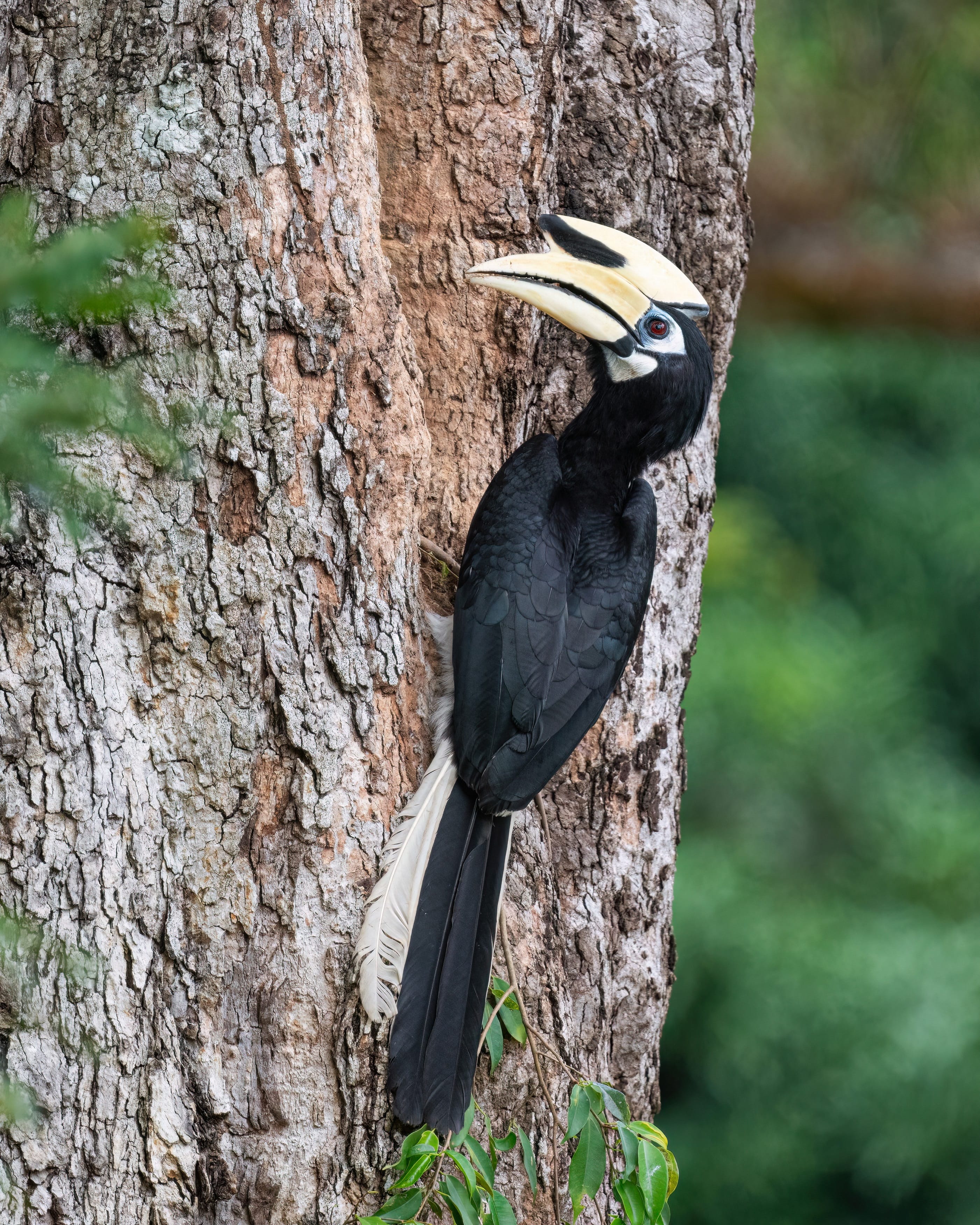Oriental Pied Hornbills in Singapore | Animal and Veterinary Service (AVS)
