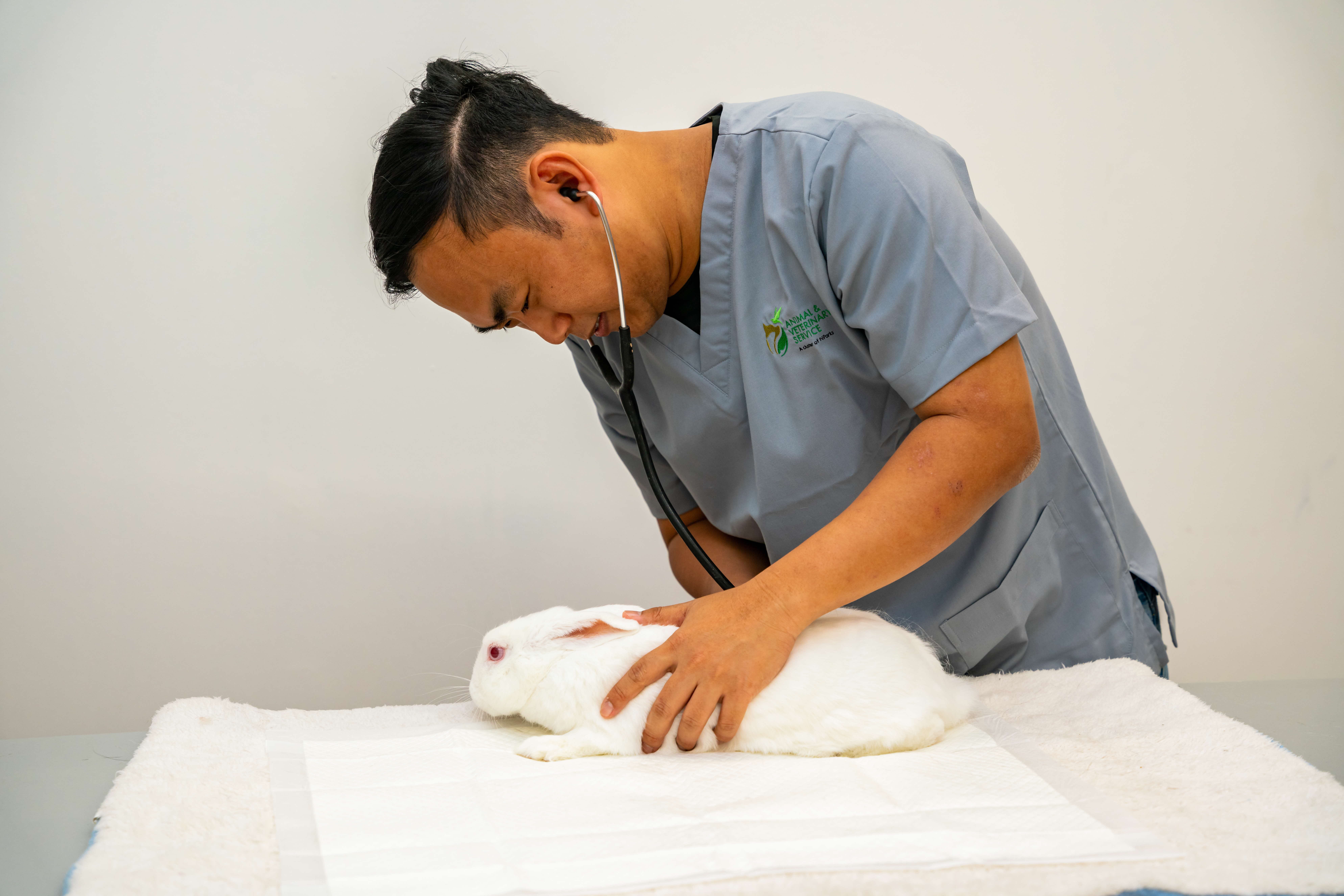 What we do | Animal and Veterinary Service (AVS)
