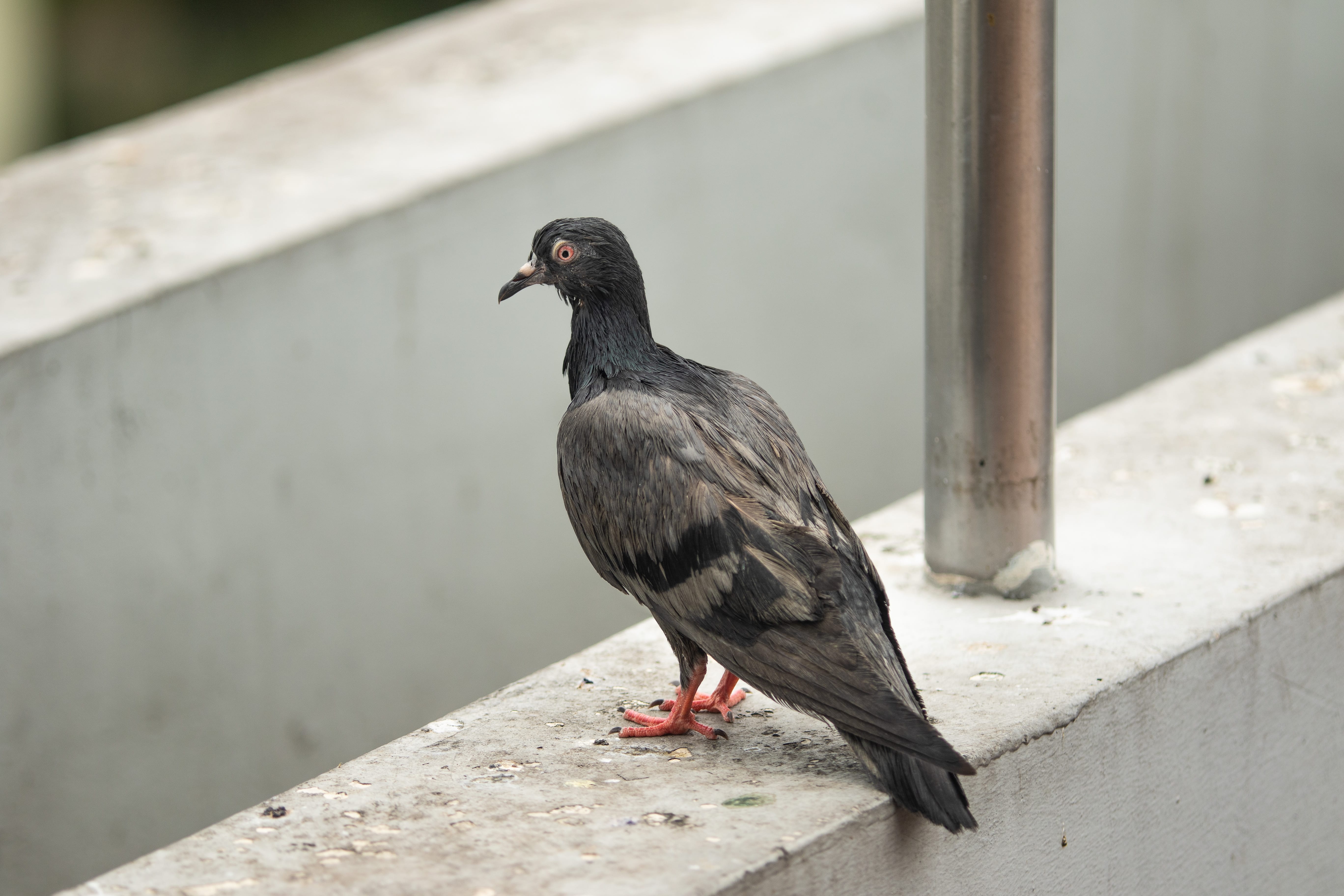 Pigeons in Singapore | Animal and Veterinary Service (AVS)